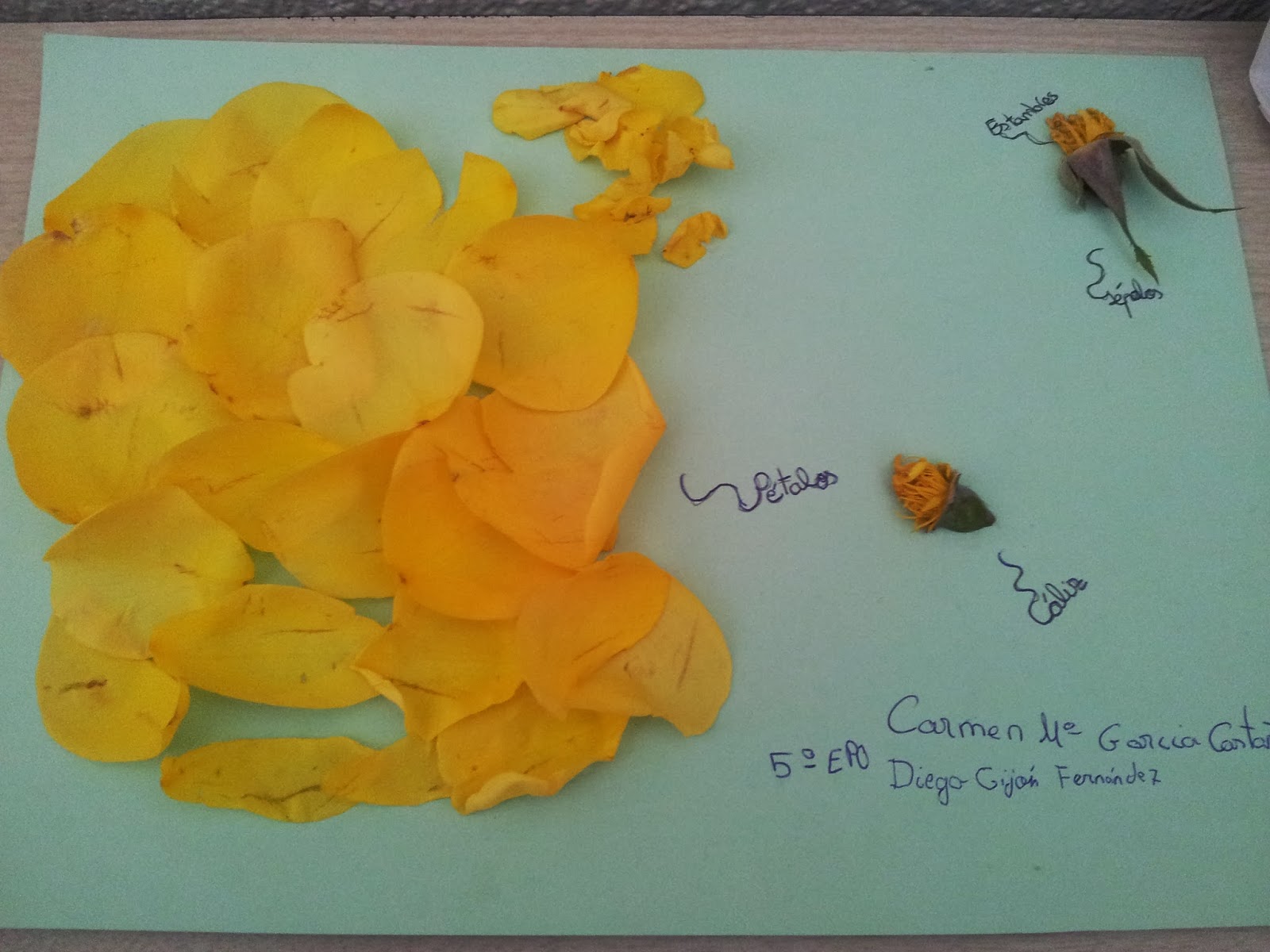 Aprender a discere: Disección de una flor. 5º Primaria